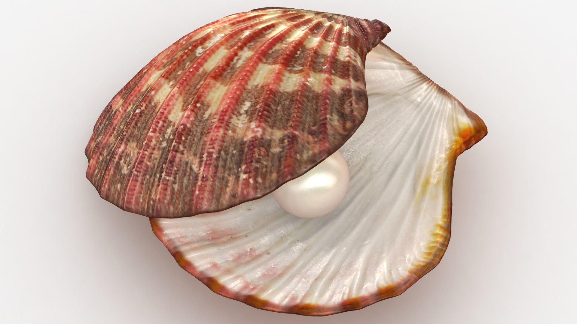 3D Clam Shell Pearl Pose - TurboSquid 1545171
