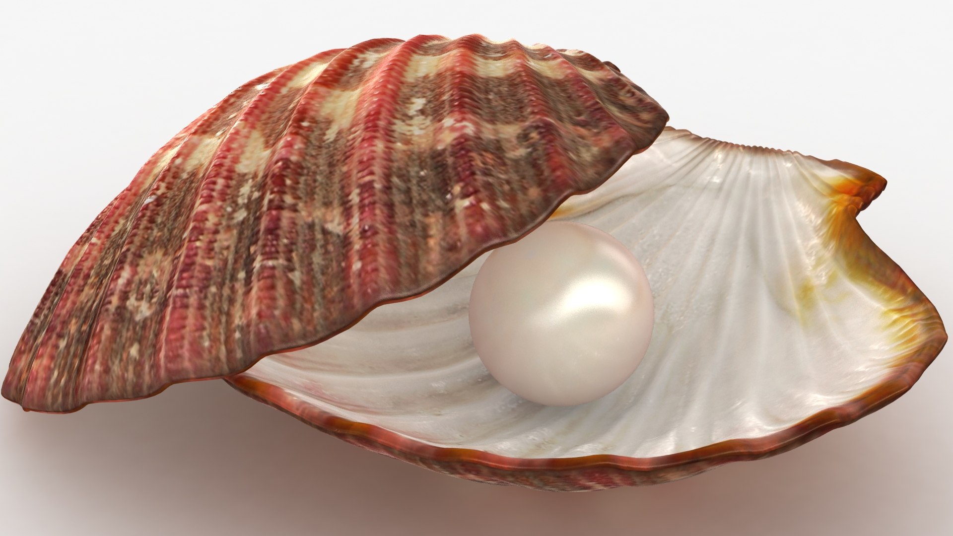 3D Clam Shell Pearl Pose - TurboSquid 1545171