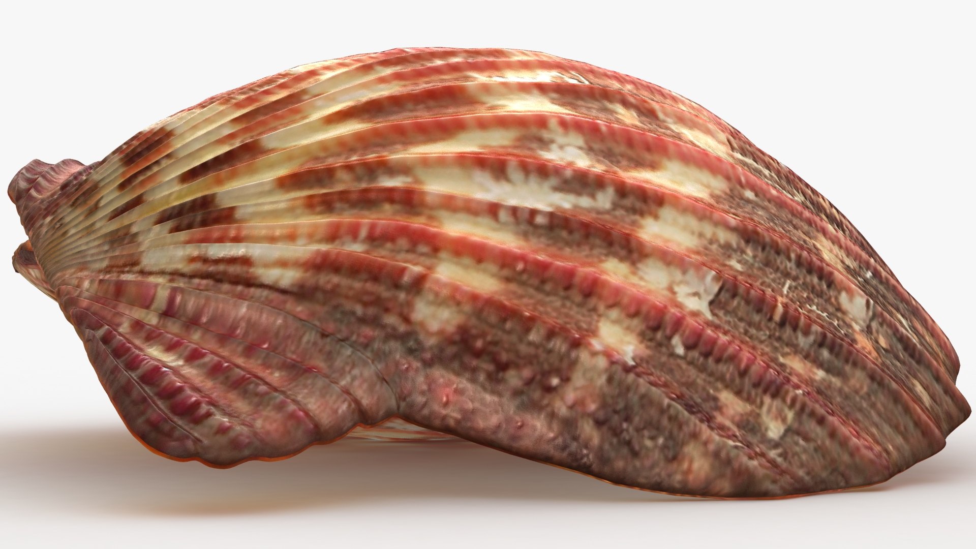 3D Clam Shell Pearl Pose - TurboSquid 1545171