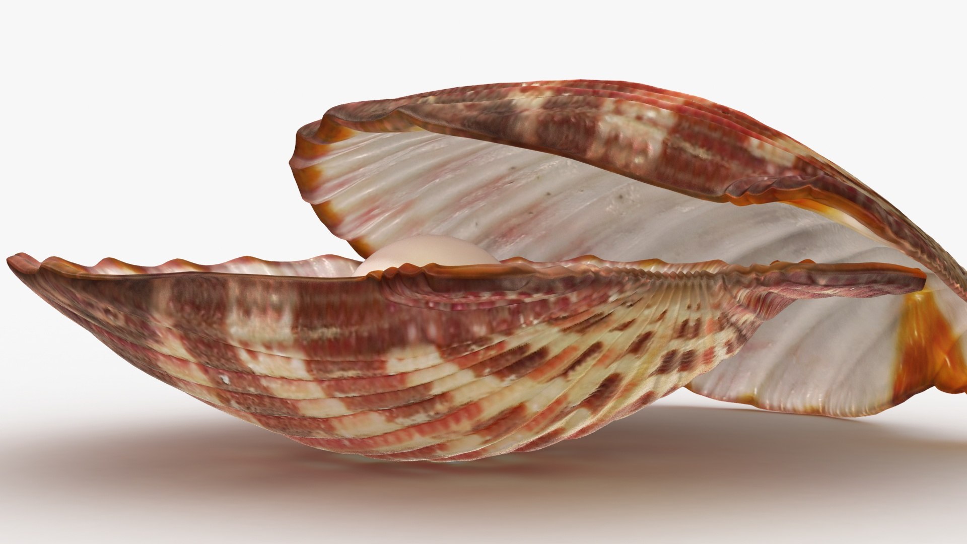 3D Clam Shell Pearl Pose - TurboSquid 1545171