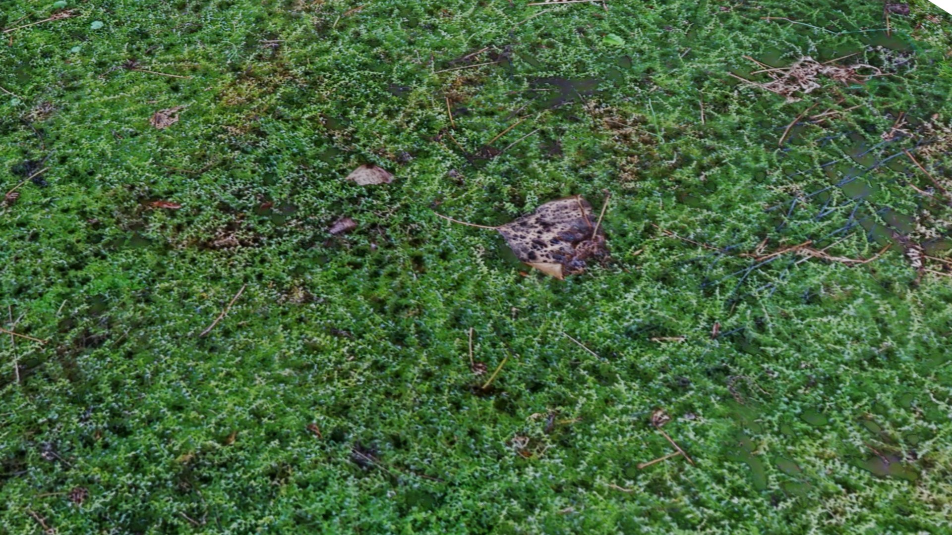 3D 3 Surface Of Moss Set Model - TurboSquid 1845077