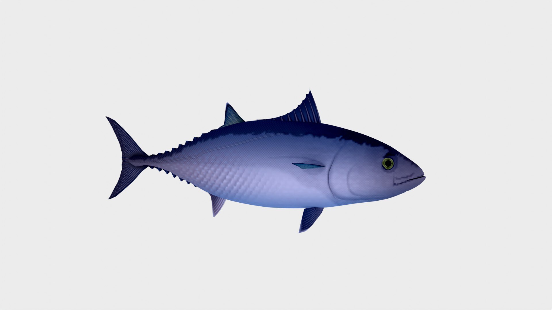 Longtail Tuna Fish 3D Model Low Poly 3D Model - TurboSquid 2242728