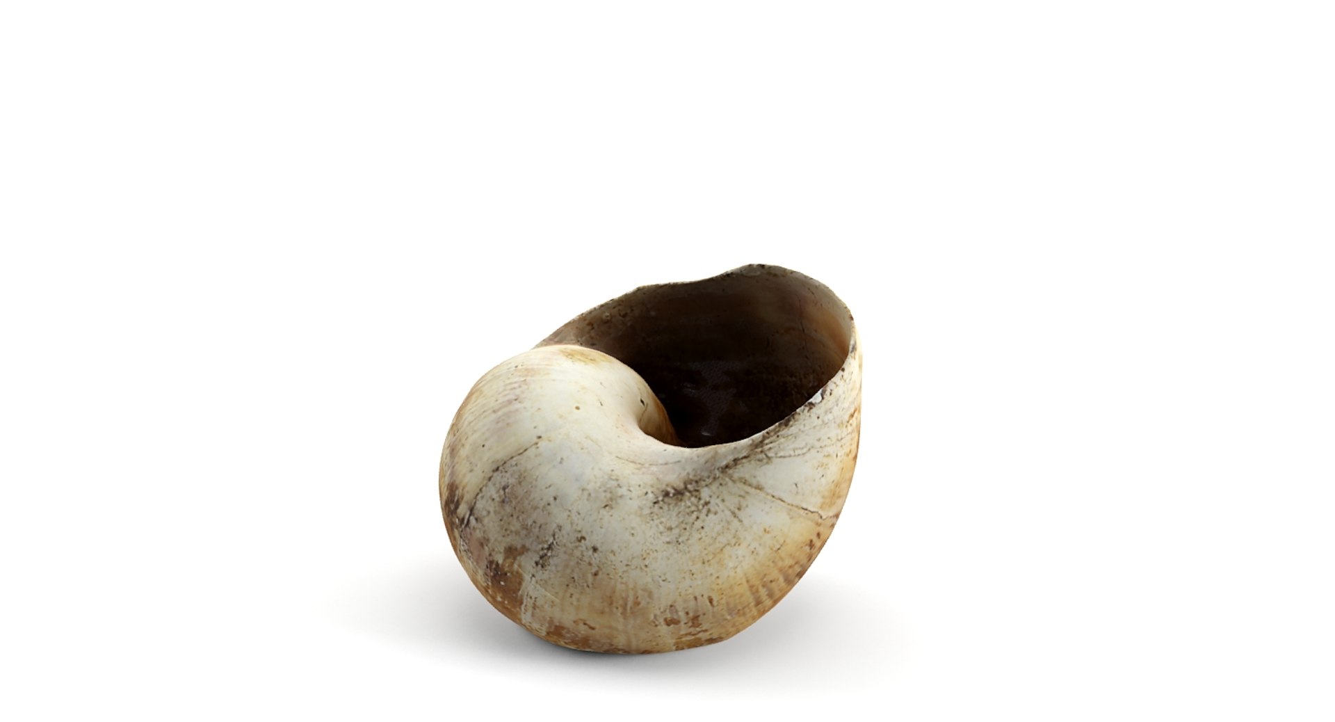 Realistic Snail Shell 3d Model