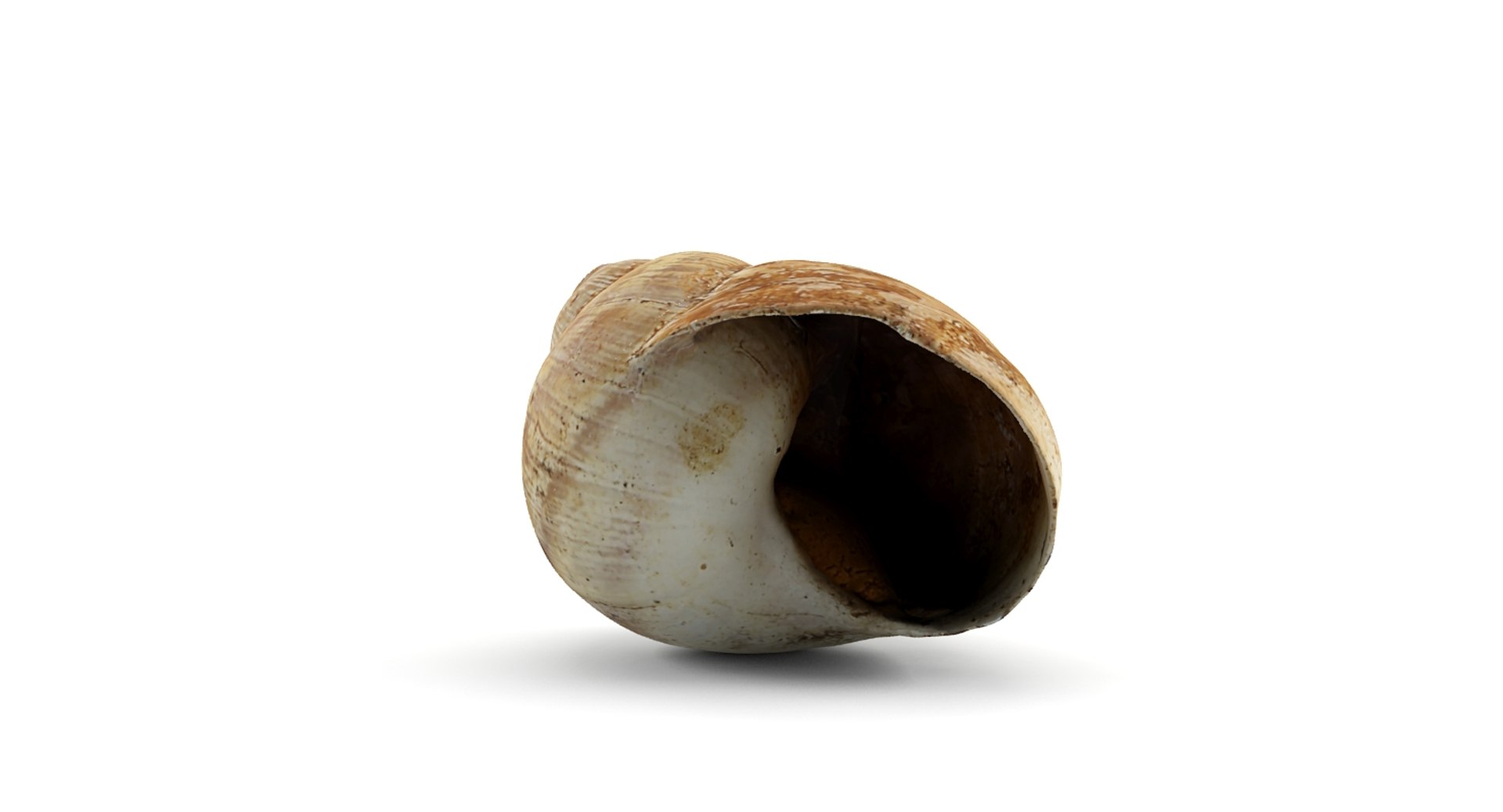 Realistic Snail Shell 3d Model