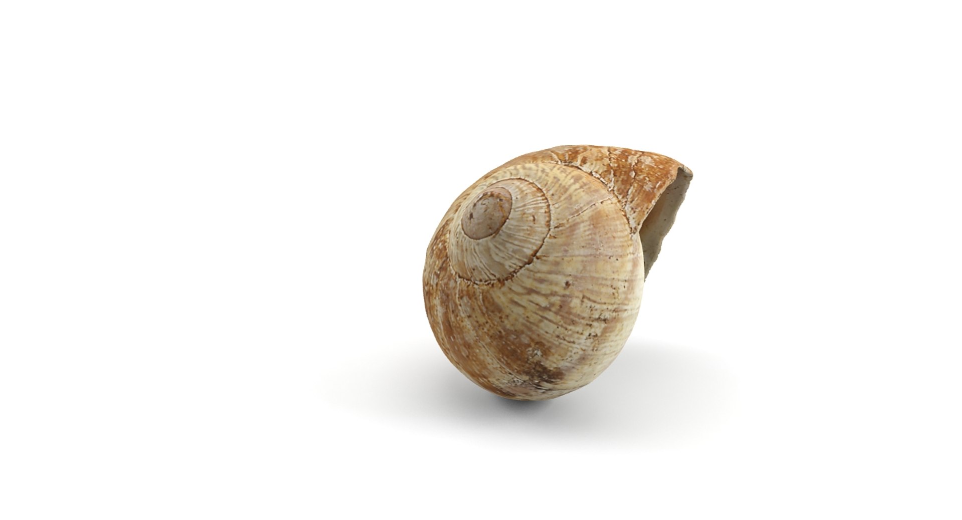 Realistic Snail Shell 3d Model