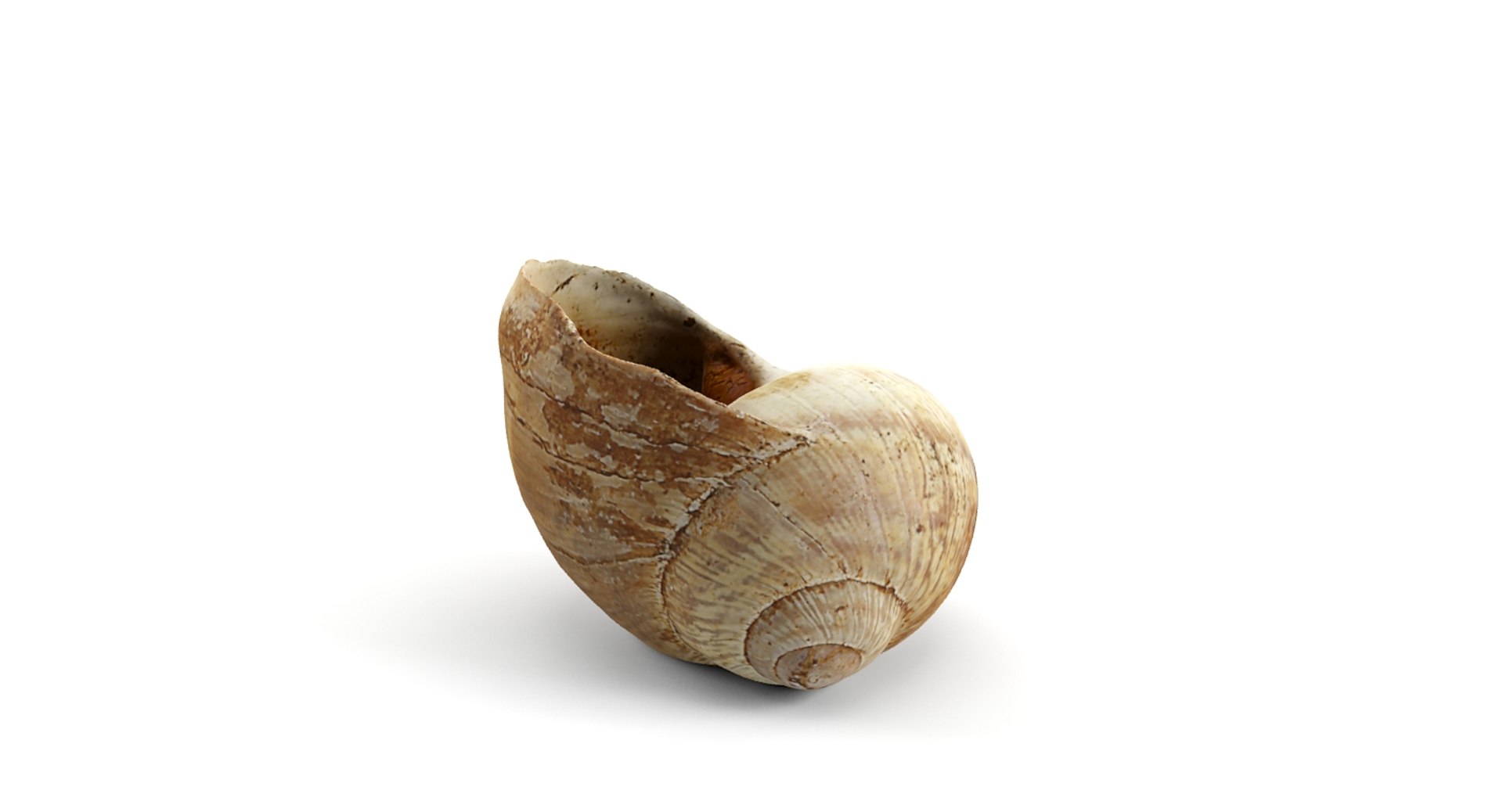 Realistic Snail Shell 3d Model
