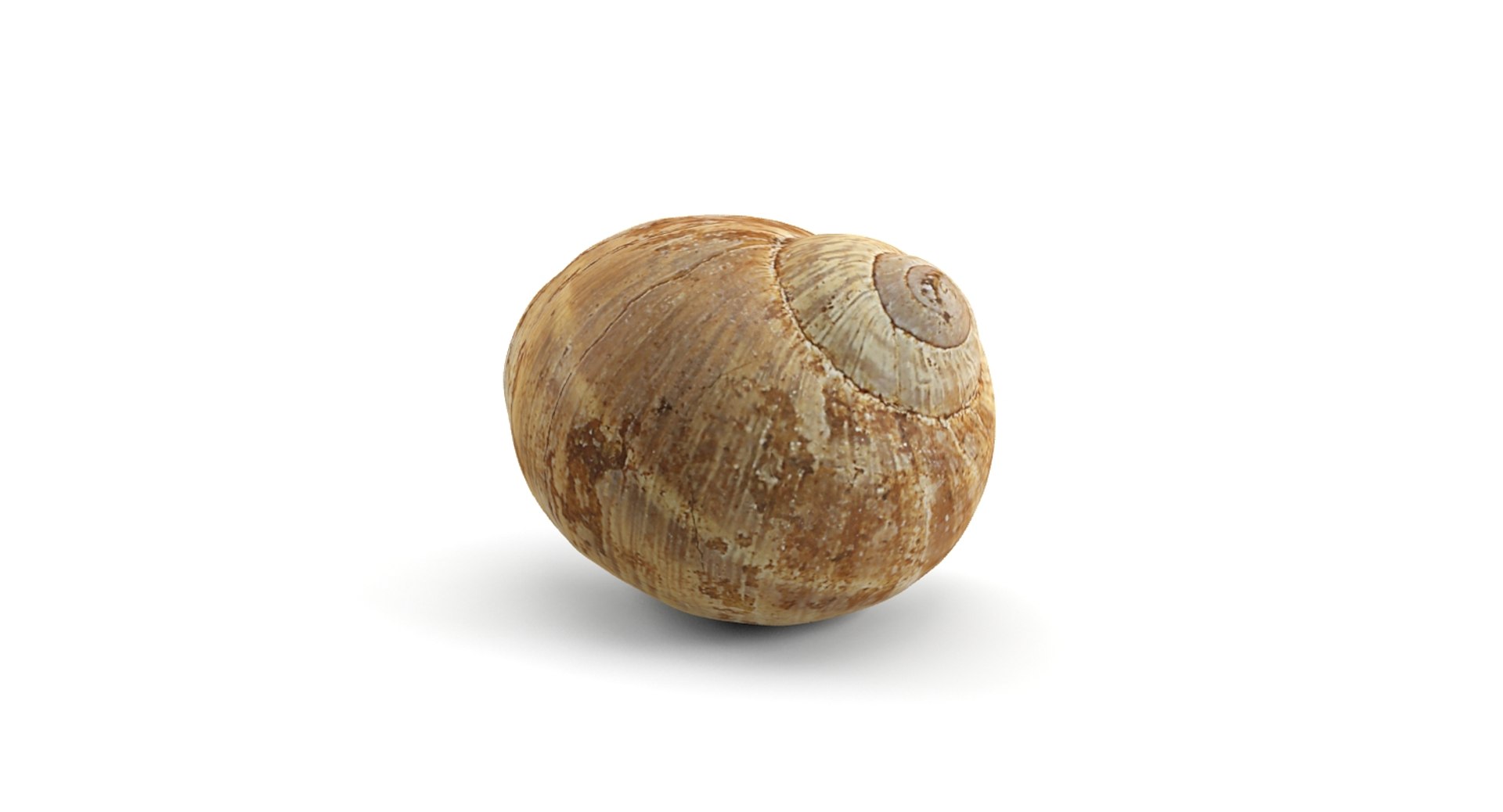 Realistic Snail Shell 3d Model