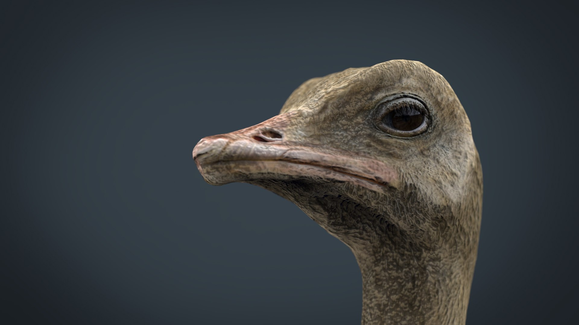3d Model Of Ostrich