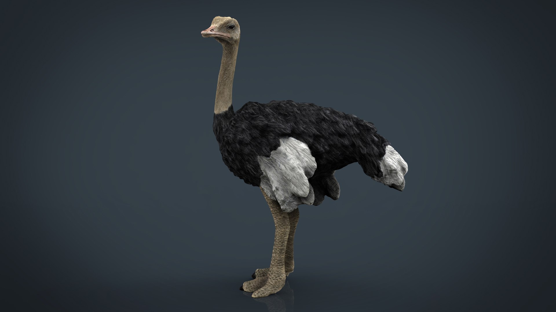3d Model Of Ostrich