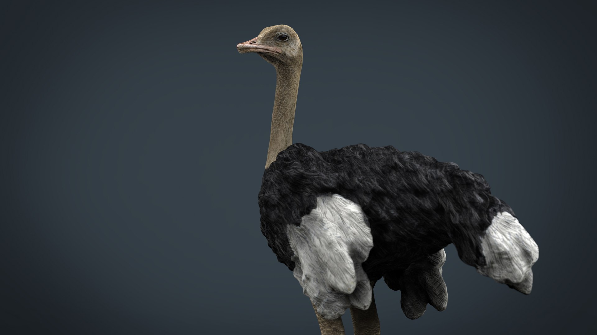 3d Model Of Ostrich