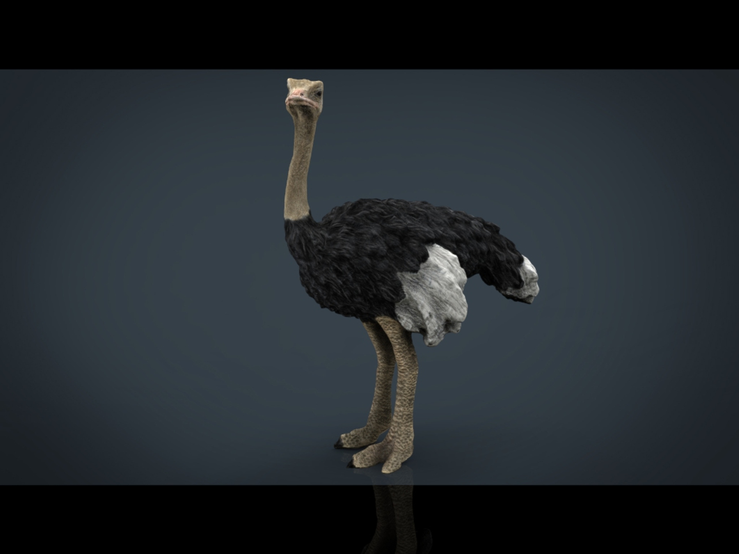 3d Model Of Ostrich
