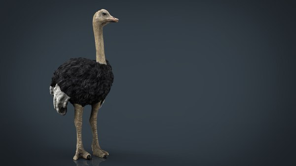 Ostrich 3D Models for Download | TurboSquid