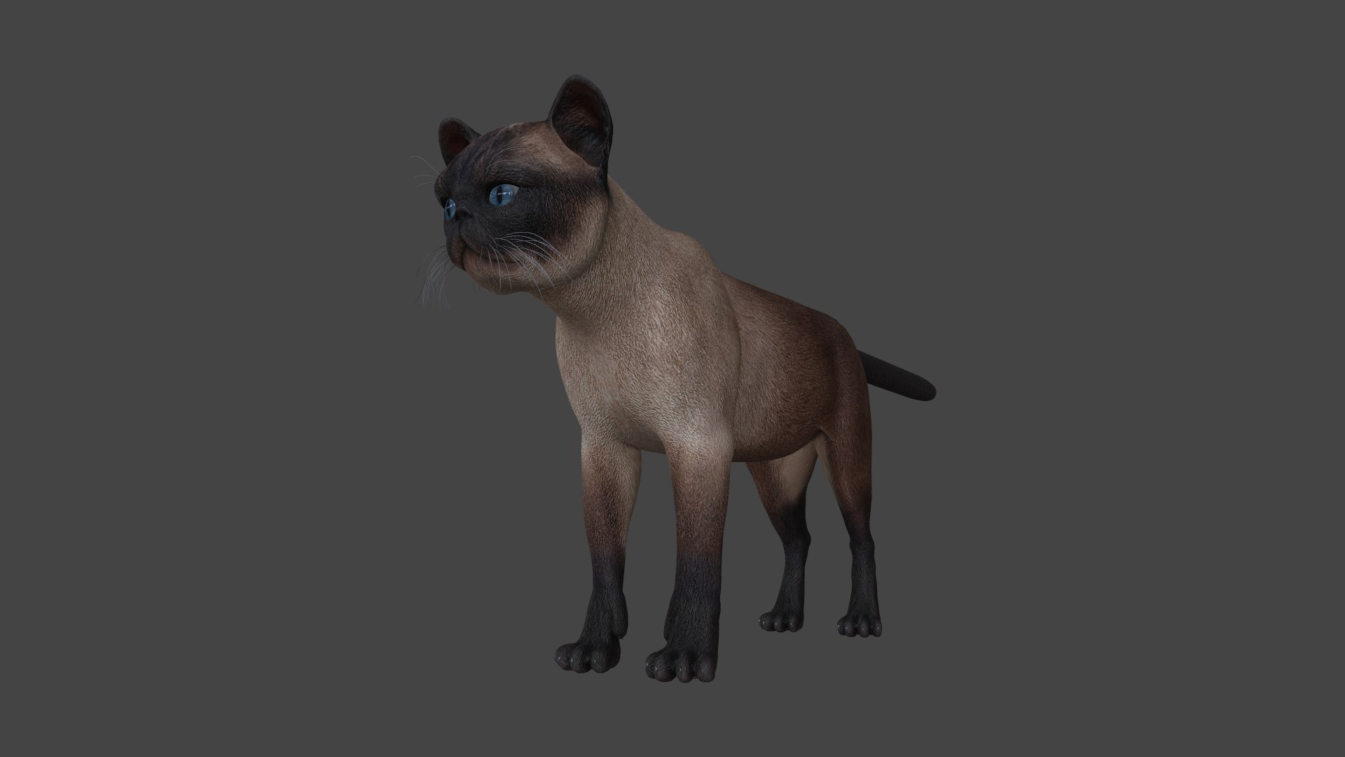 3D CAT-037 Model - TurboSquid 1969885