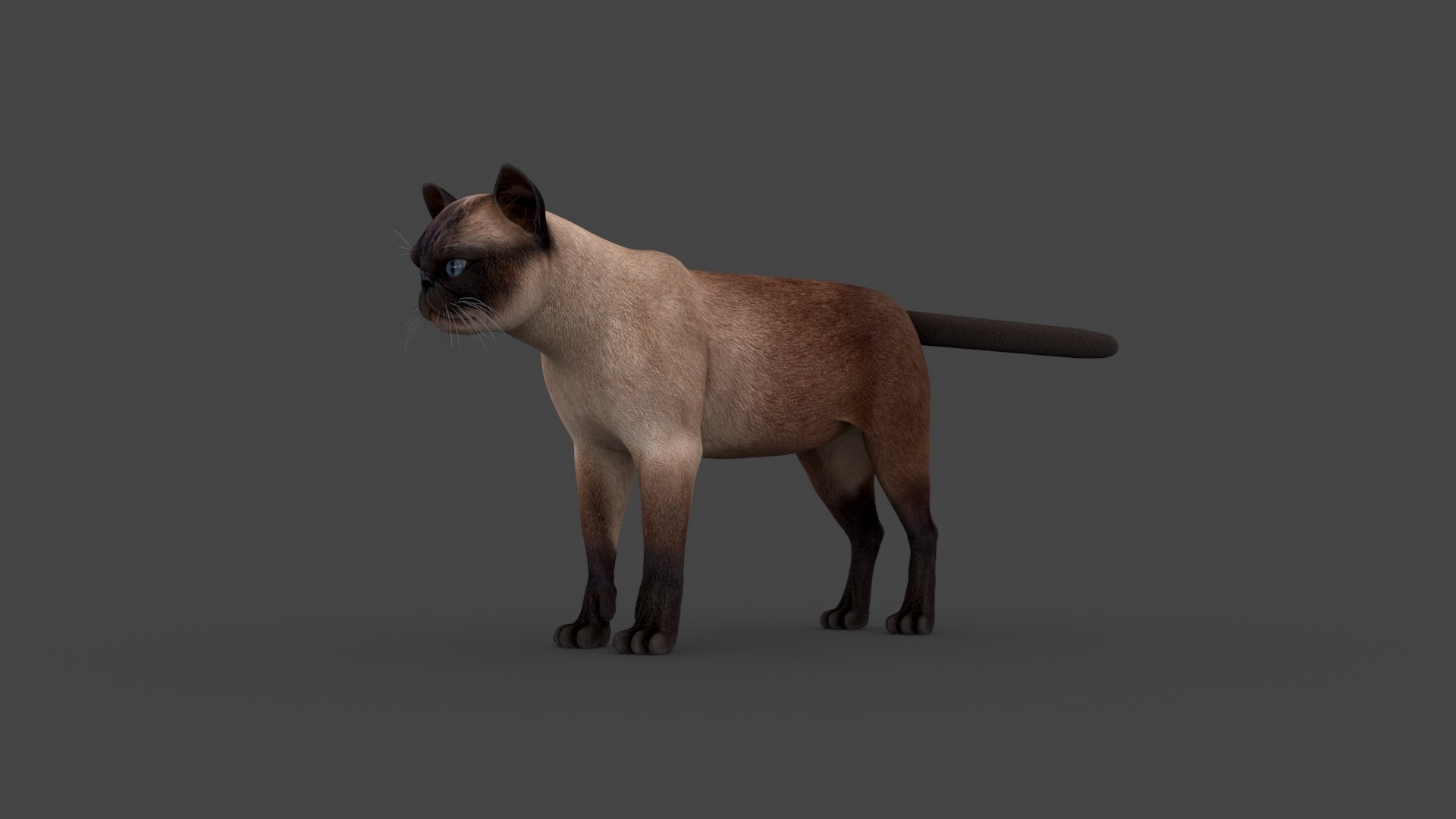 3D CAT-037 Model - TurboSquid 1969885
