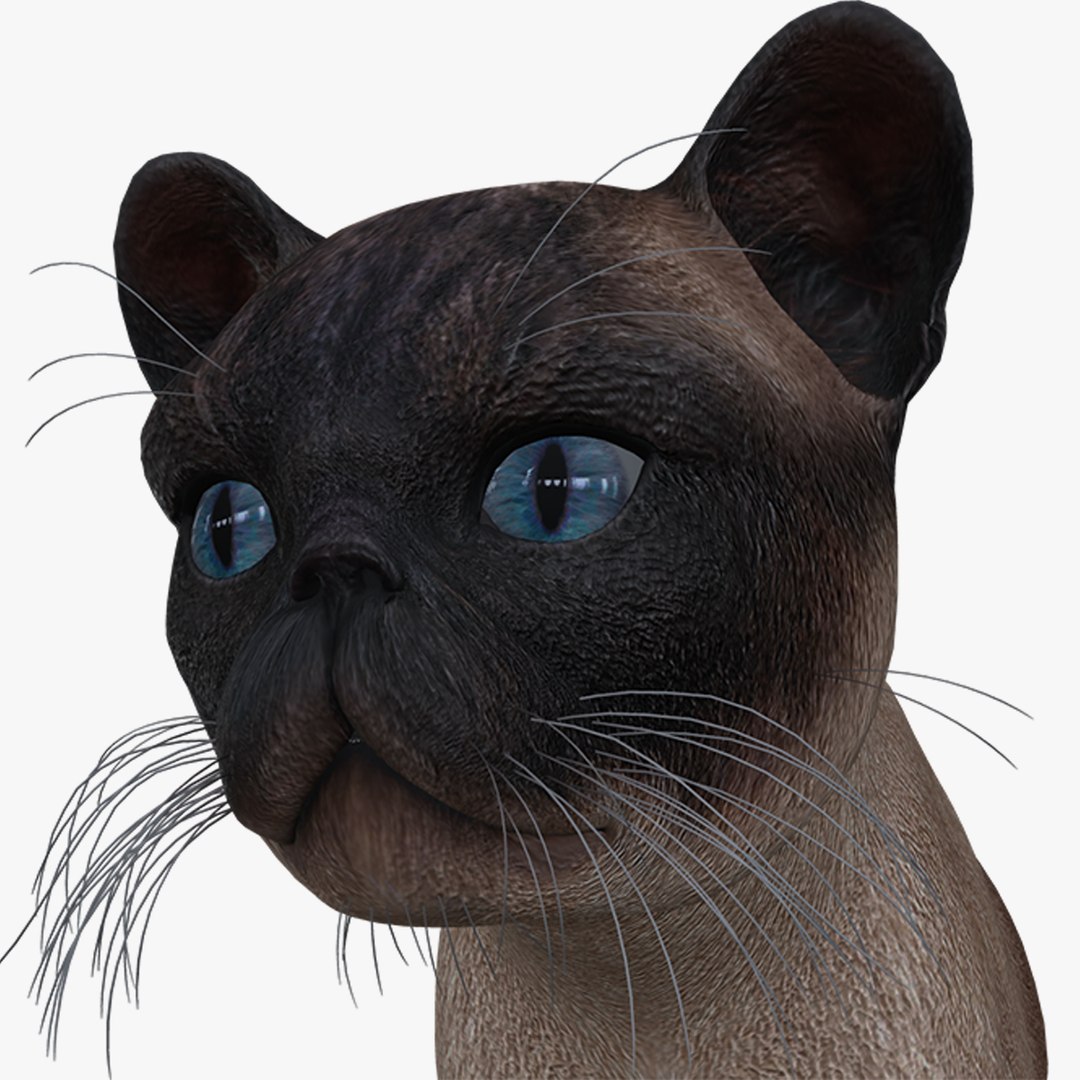 3D CAT-037 Model - TurboSquid 1969885