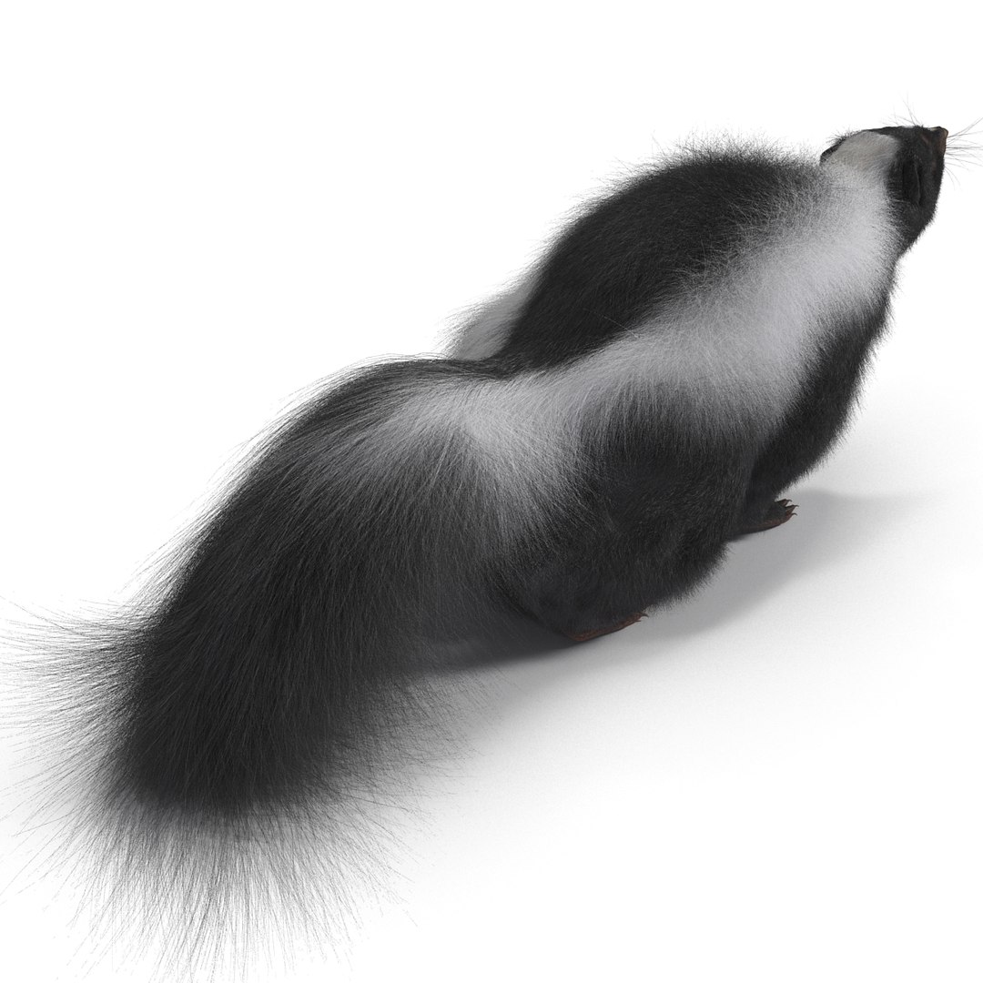 Max Skunk Pose 3 Fur