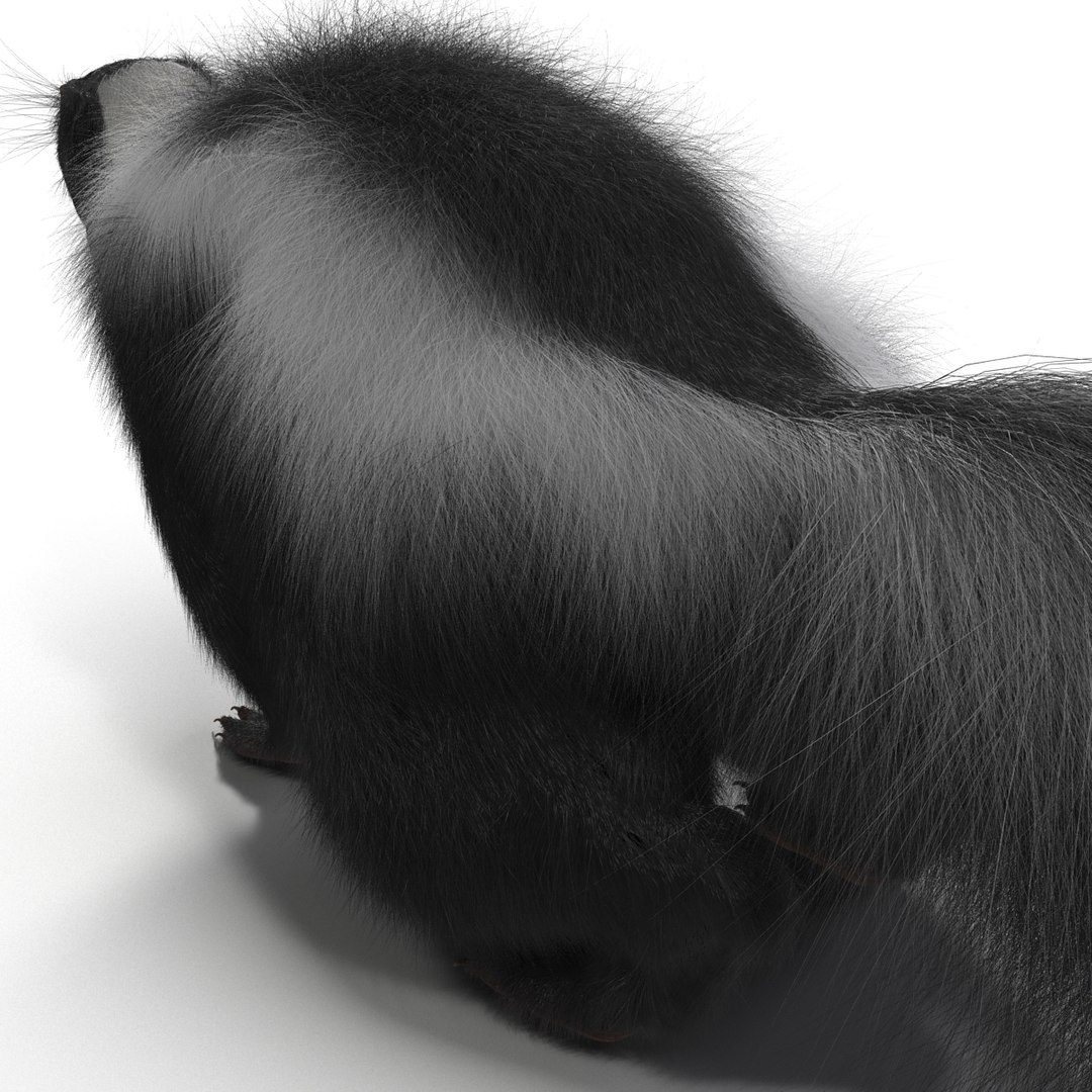 Max Skunk Pose 3 Fur