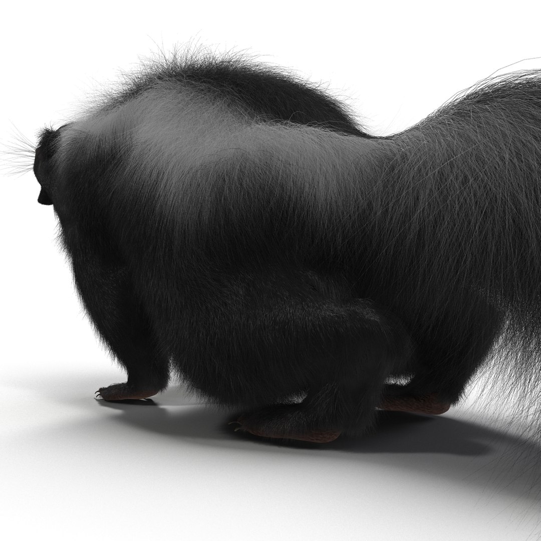 Max Skunk Pose 3 Fur