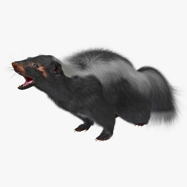 Skunk 3D Models for Download | TurboSquid