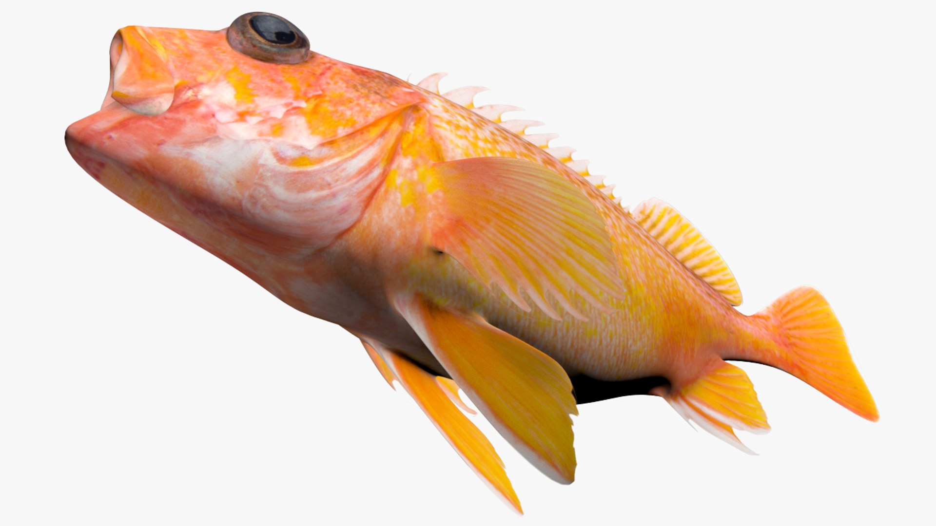 Greenspotted rockfish 3D - TurboSquid 1661580