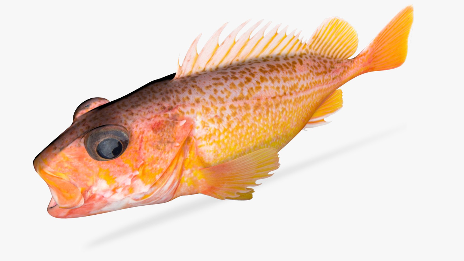 Greenspotted rockfish 3D - TurboSquid 1661580