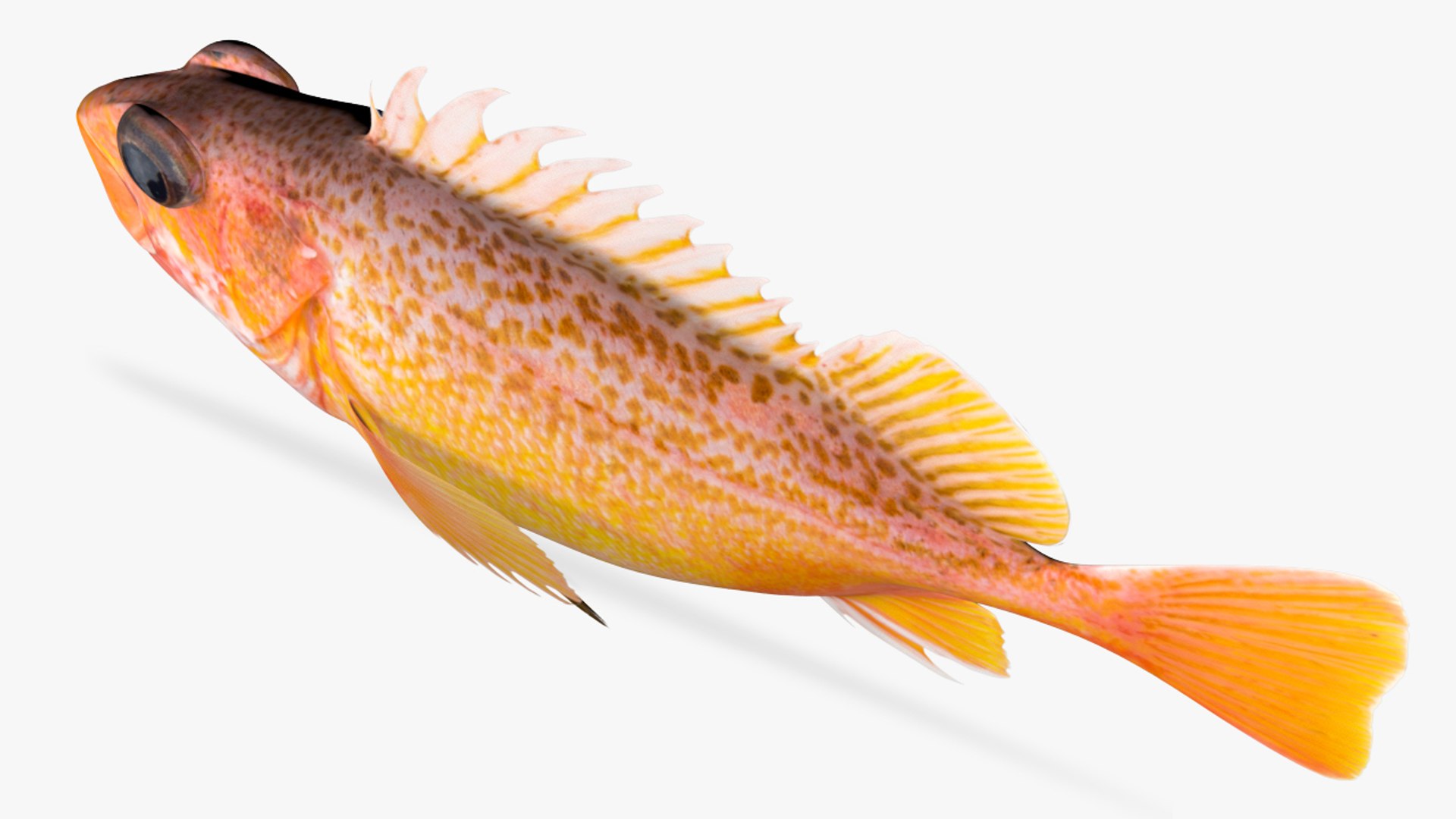 Greenspotted rockfish 3D - TurboSquid 1661580