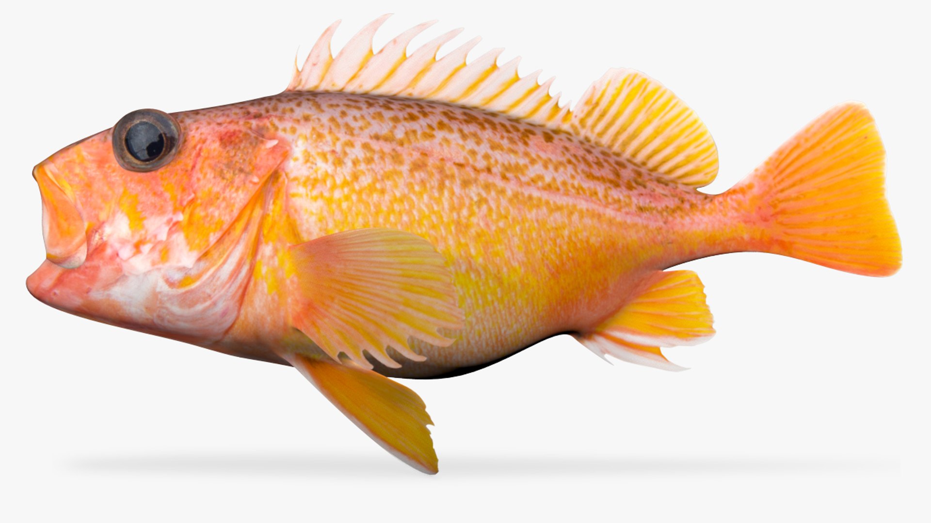 Greenspotted rockfish 3D - TurboSquid 1661580