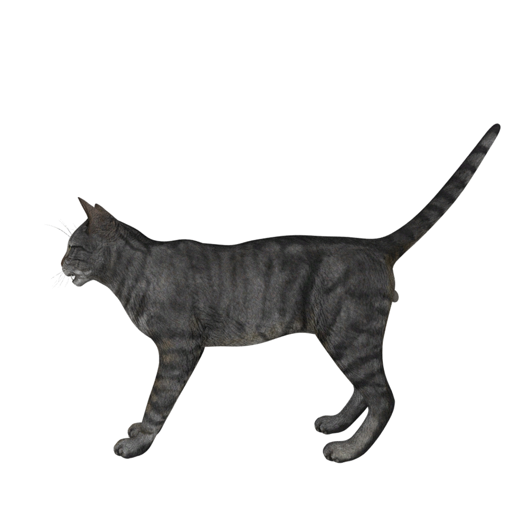 3d cat feline model
