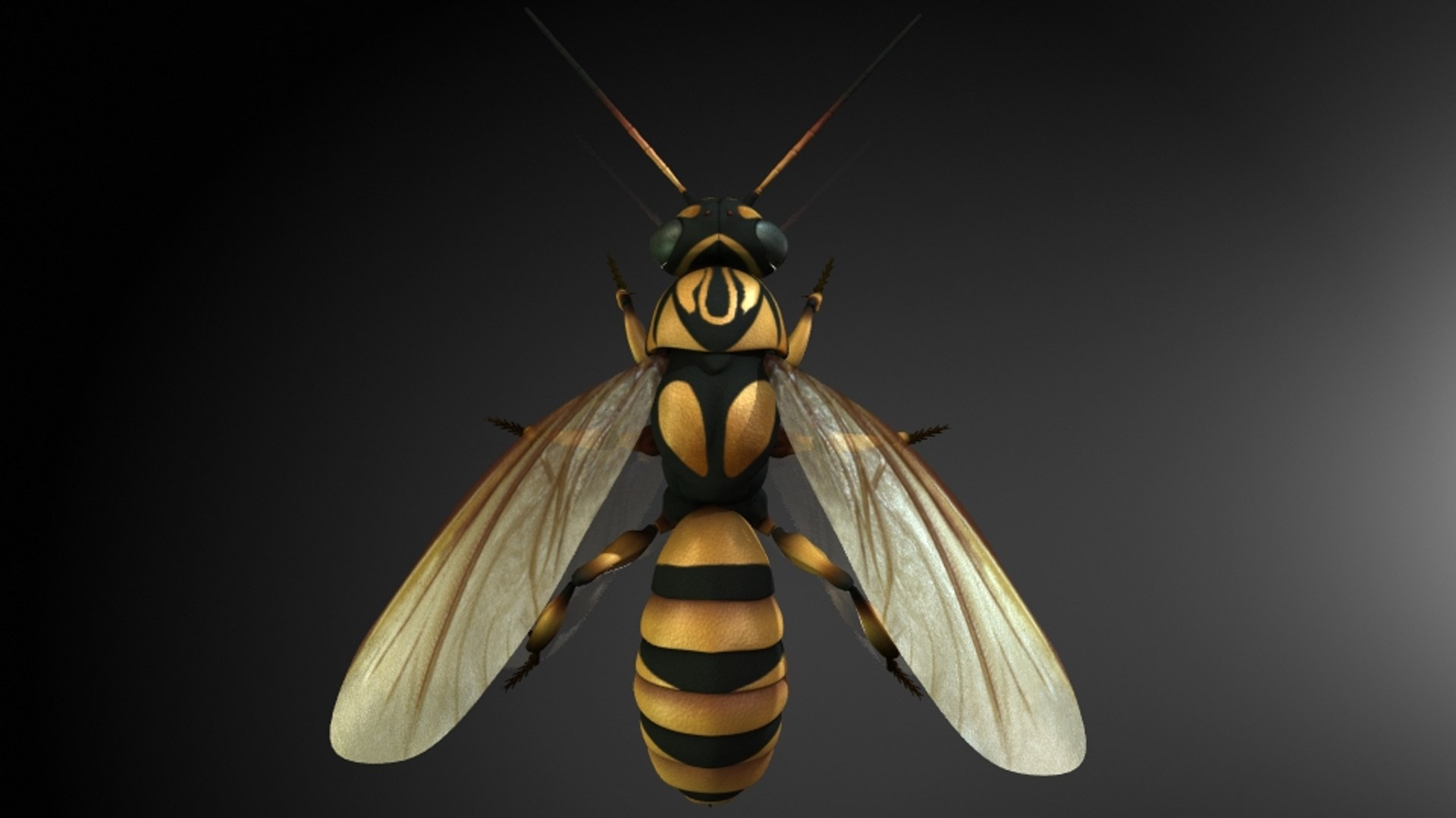 Tarantula Hawk Bee 3D - TurboSquid 1327107