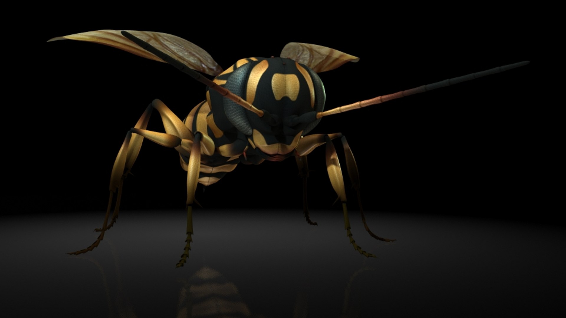 Tarantula Hawk Bee 3D - TurboSquid 1327107