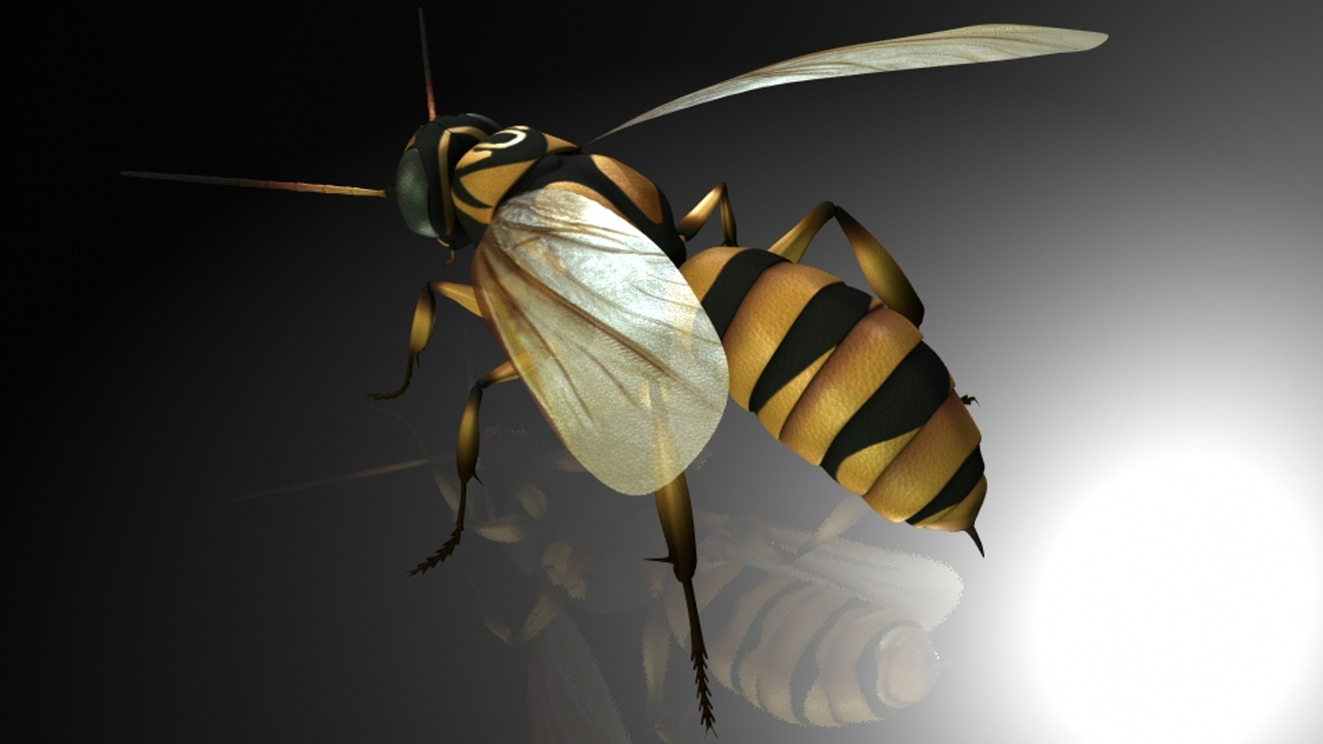 Tarantula Hawk Bee 3D - TurboSquid 1327107