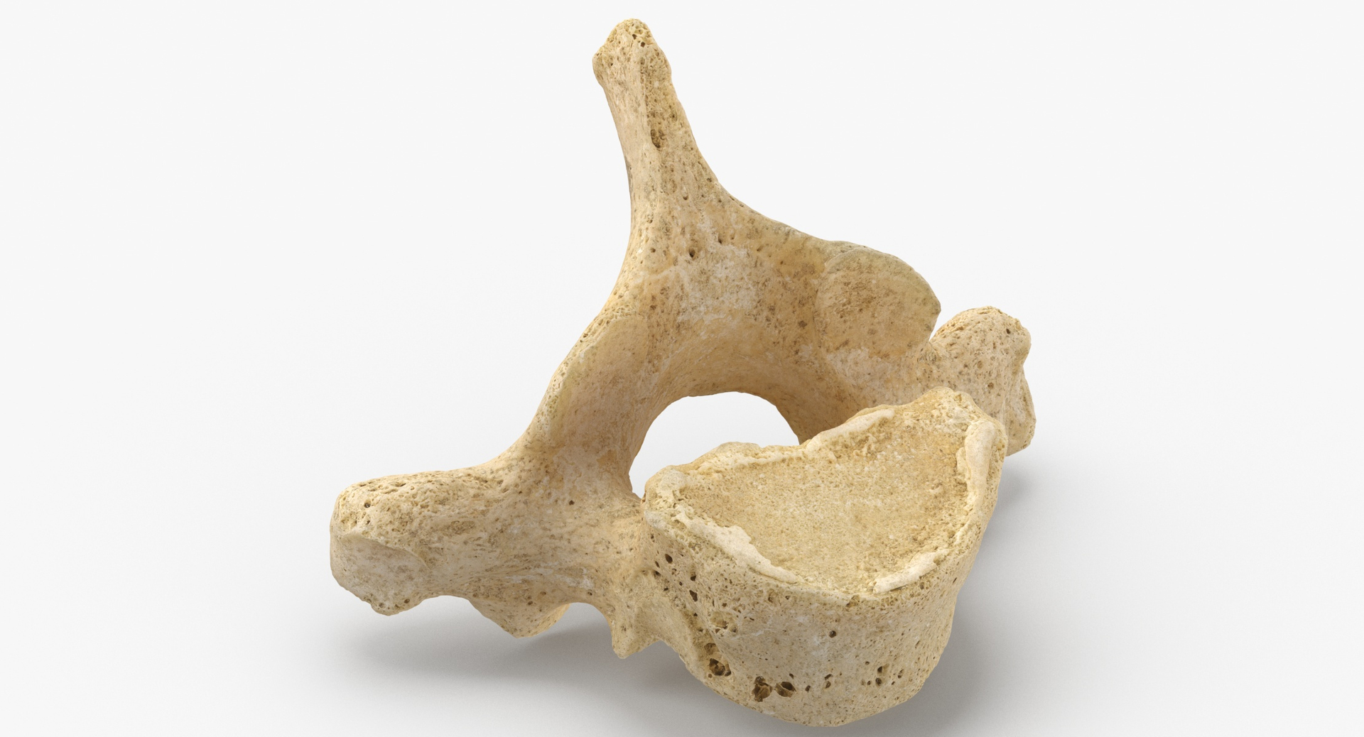 Thoracic vertebrae th1 th12 3D model - TurboSquid 1588658