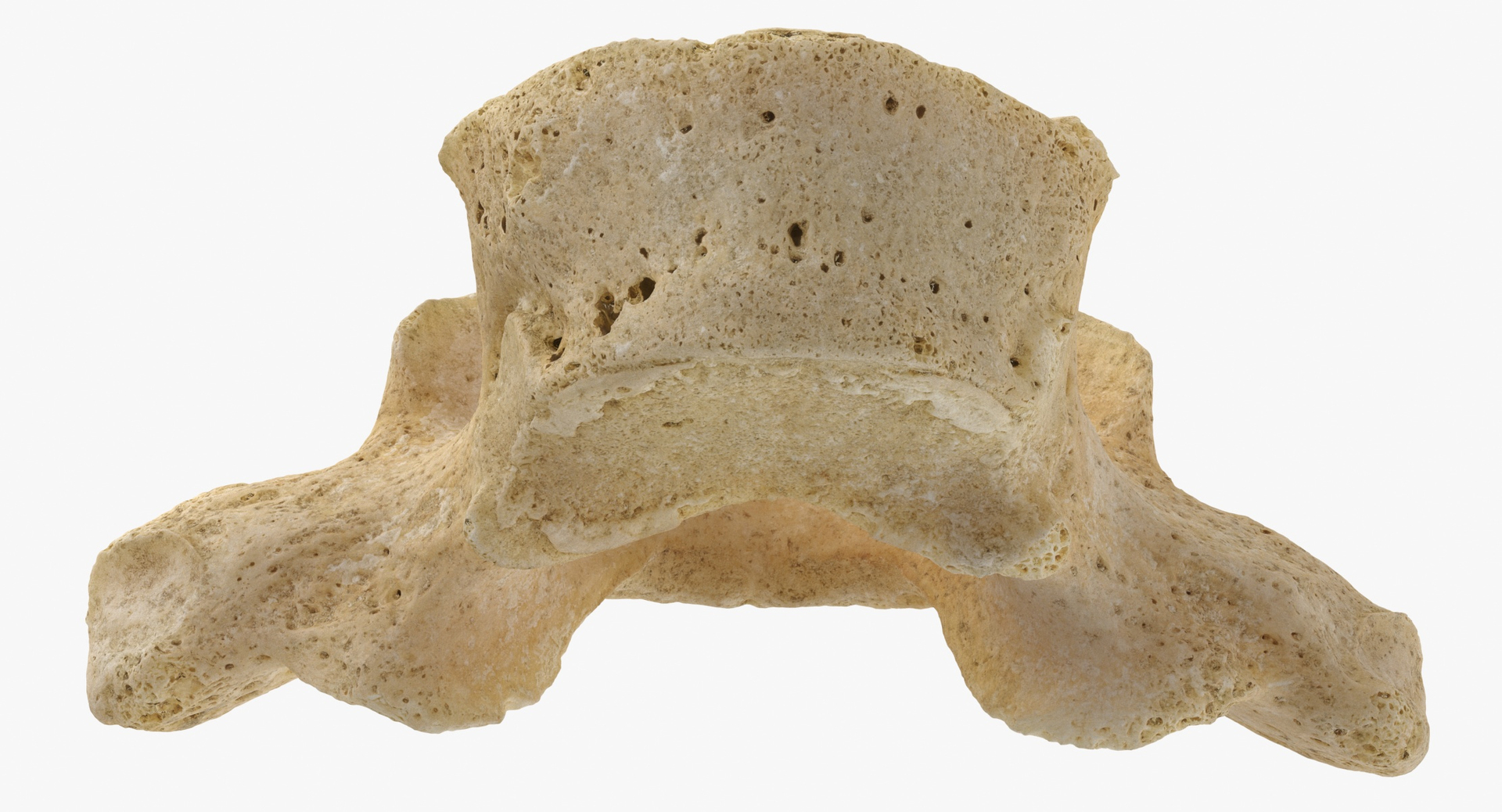 Thoracic vertebrae th1 th12 3D model - TurboSquid 1588658