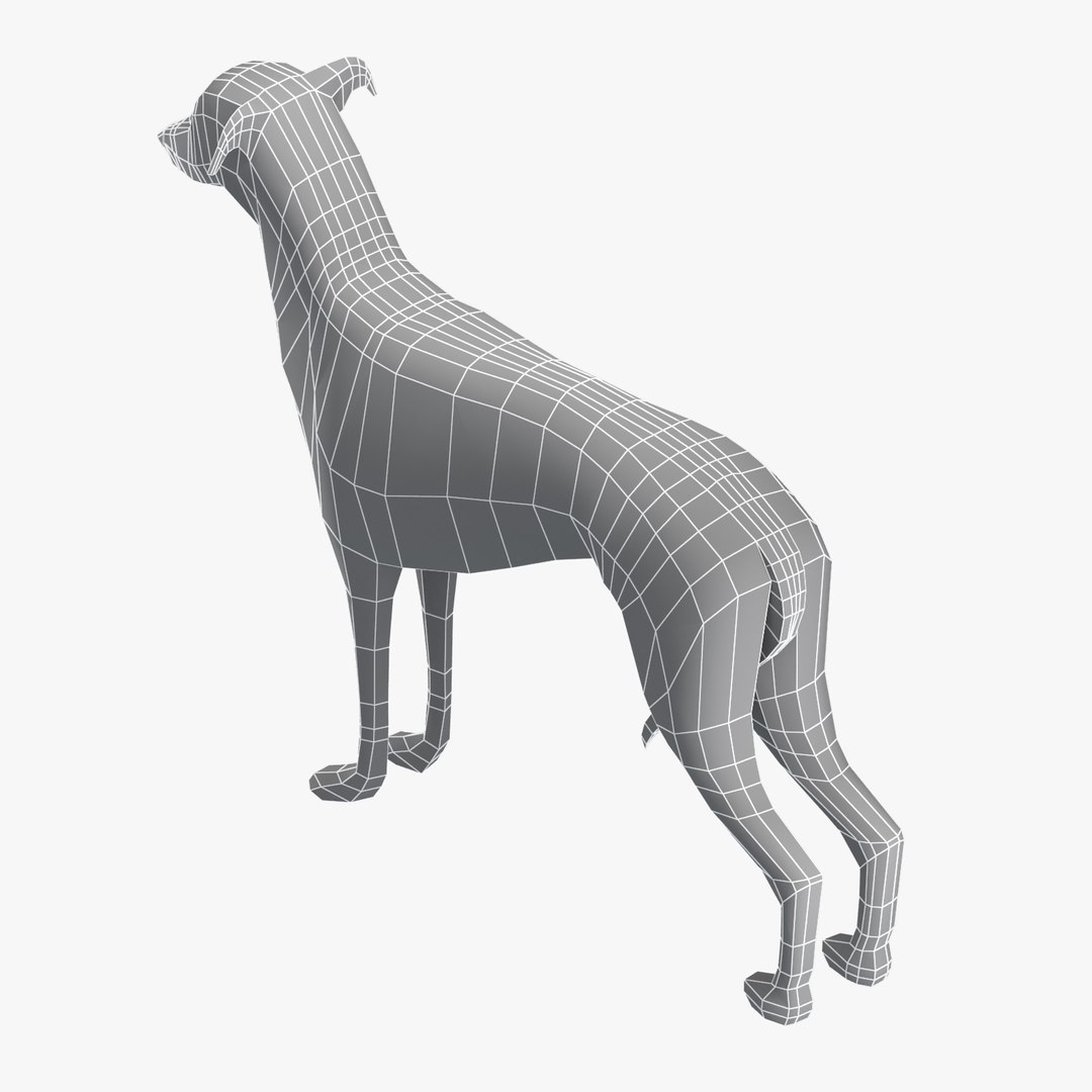 Base Mesh Greyhound Dog Model - TurboSquid 1159845
