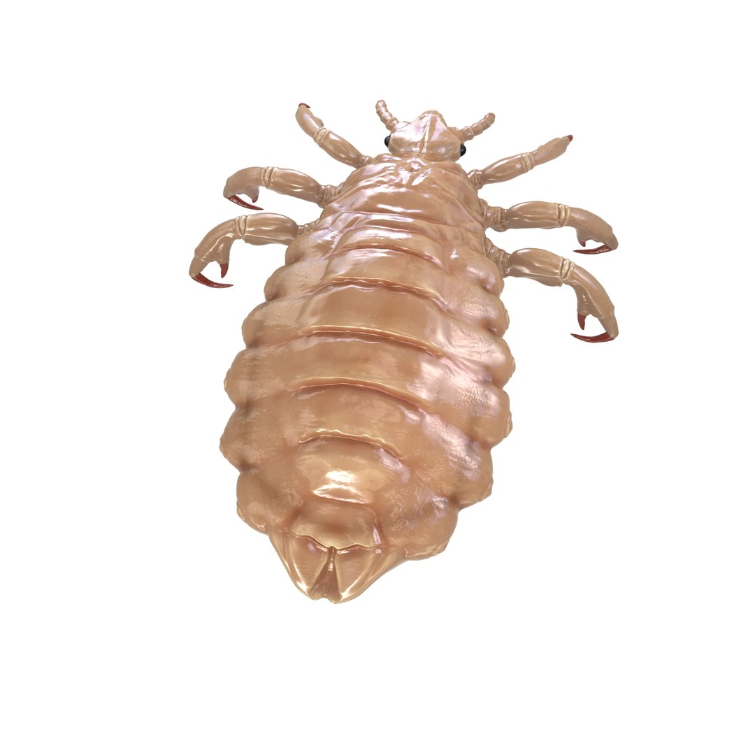 3d Model Hair Louse