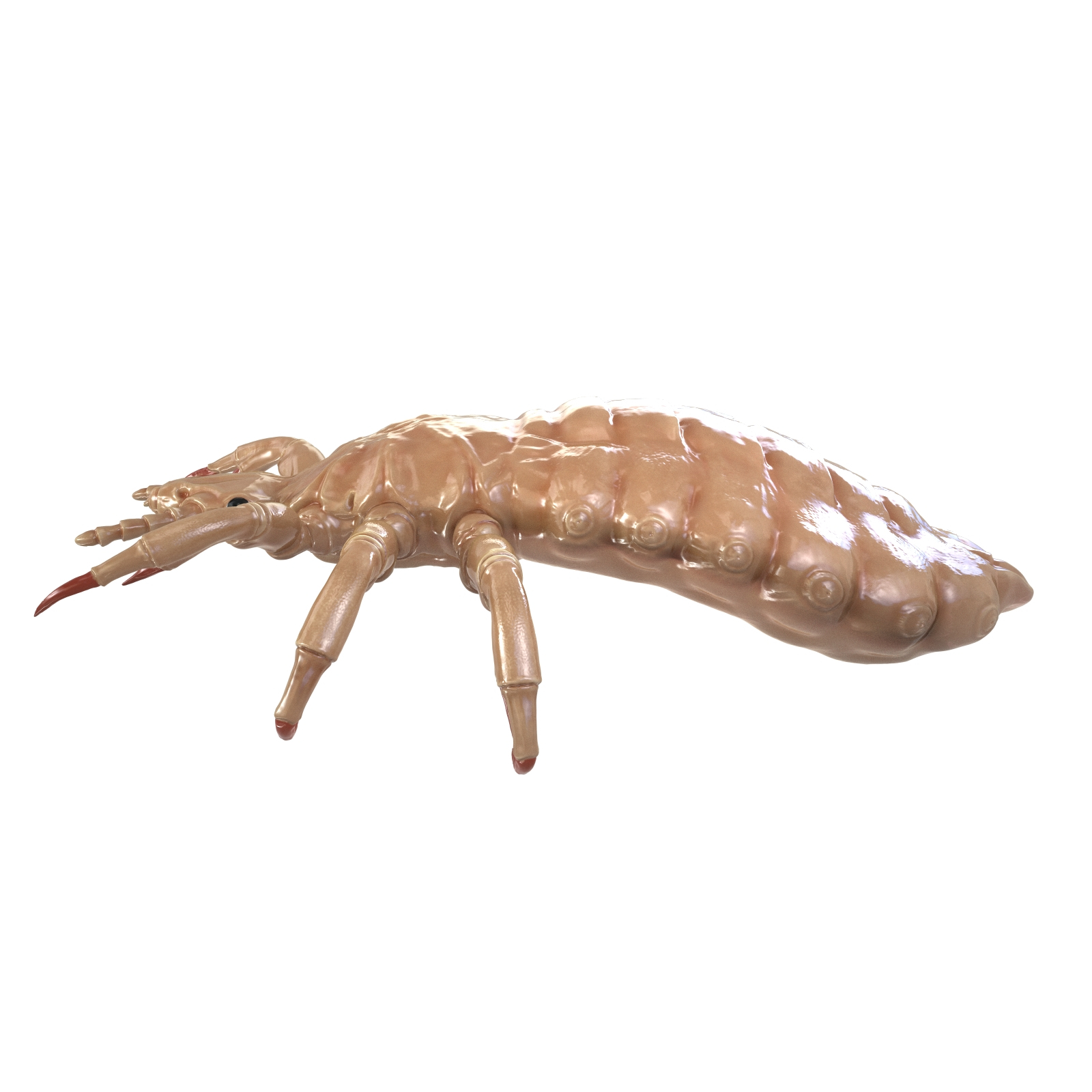 3d model hair louse
