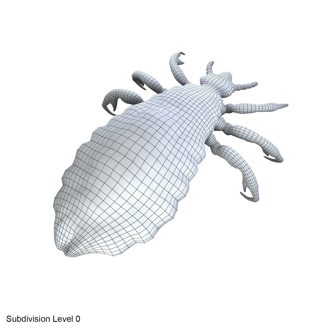 3d Model Hair Louse