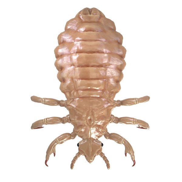 3d model hair louse