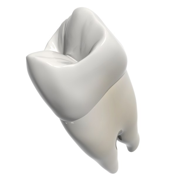 Anatomía Del Primer Premolar Maxilar