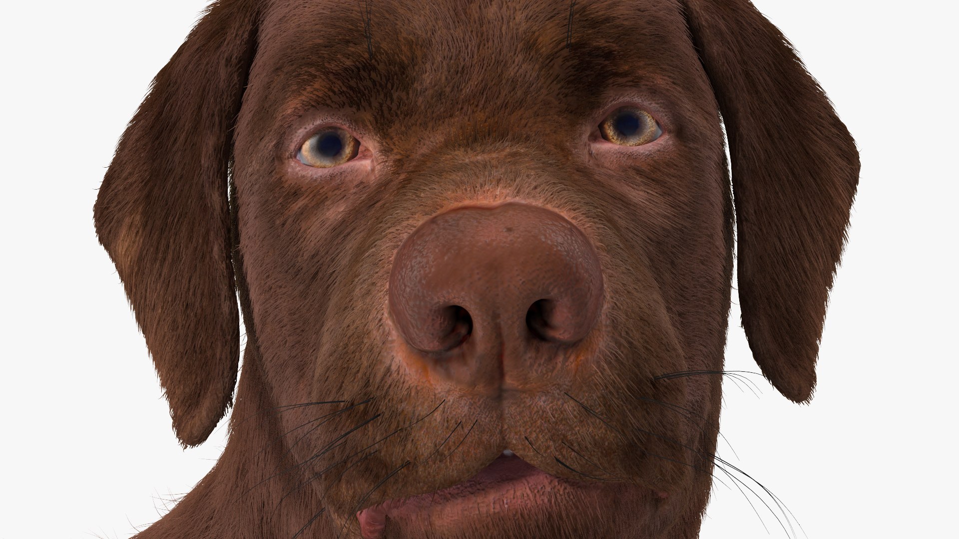 Labrador Dog Brown Standing Fur Model - TurboSquid 1822505
