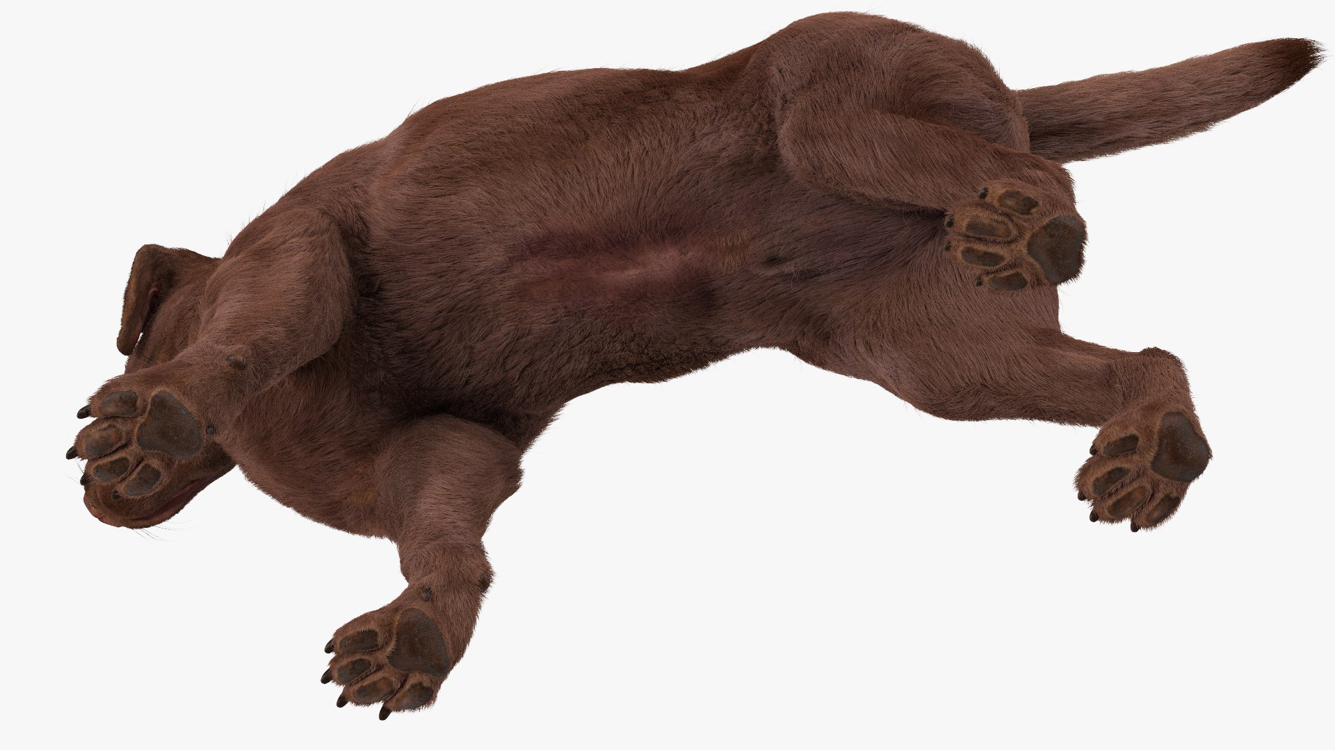 Labrador Dog Brown Standing Fur Model - TurboSquid 1822505