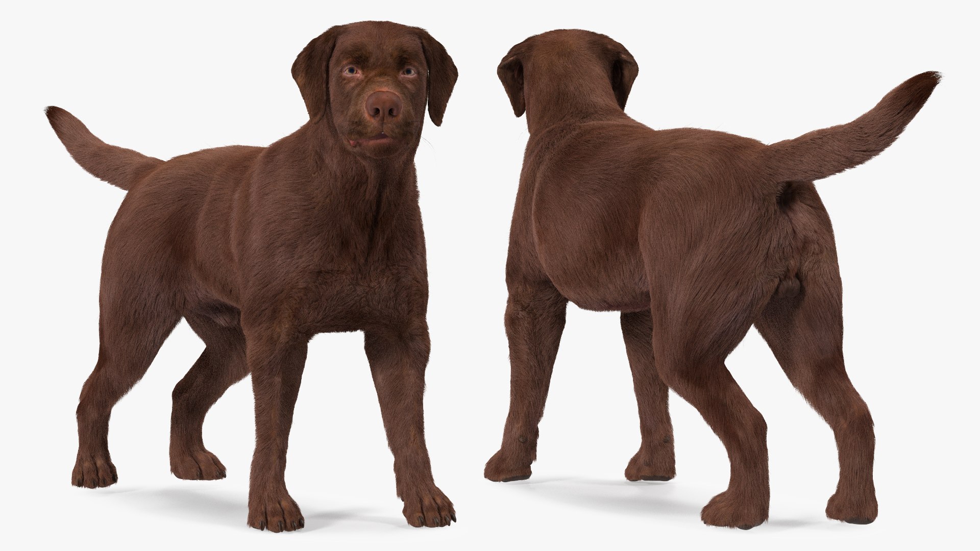 Labrador Dog Brown Standing Fur Model - TurboSquid 1822505