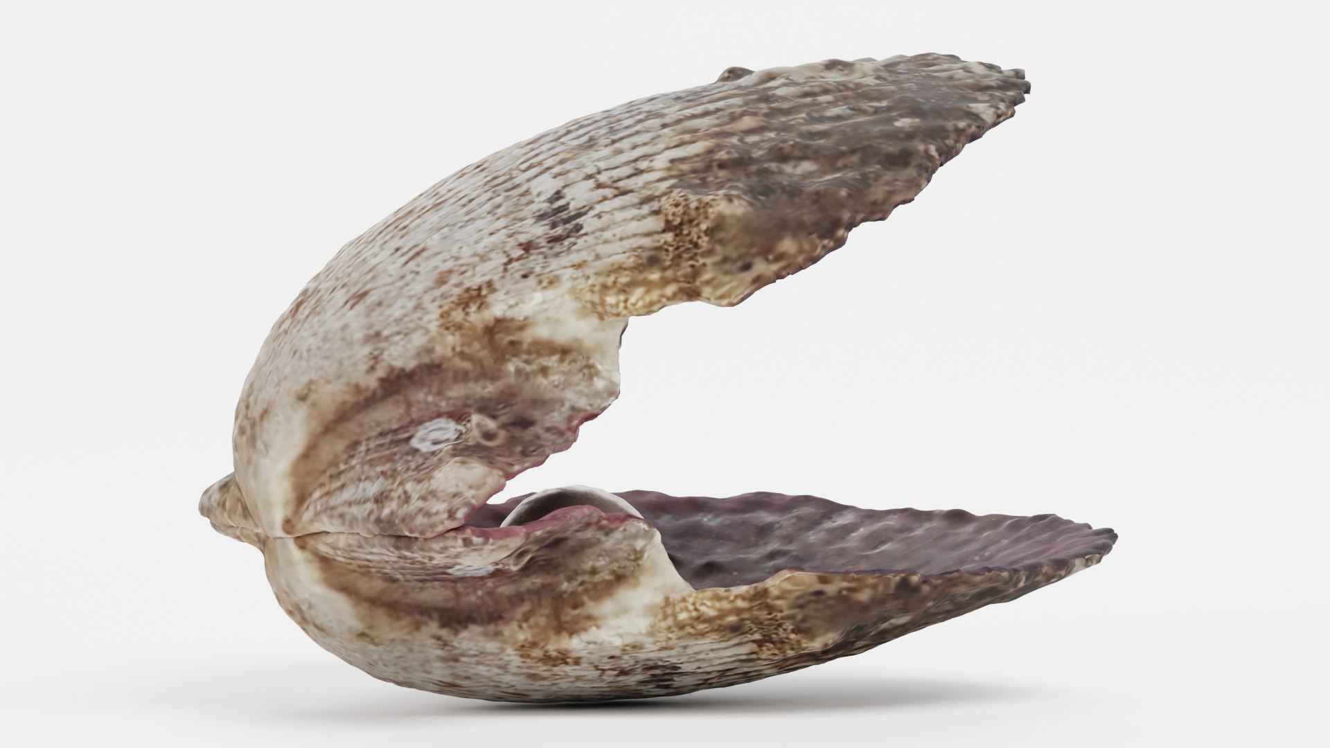 3D Pearl In Shell 2 - TurboSquid 2049546