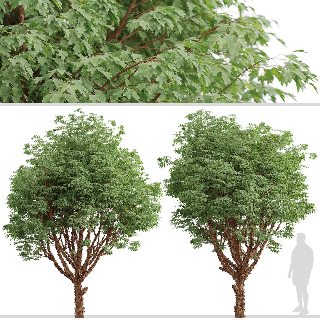 Set Of Paperbark Maple Or Acer Griseum Tree - 2 Trees 3D Model ...