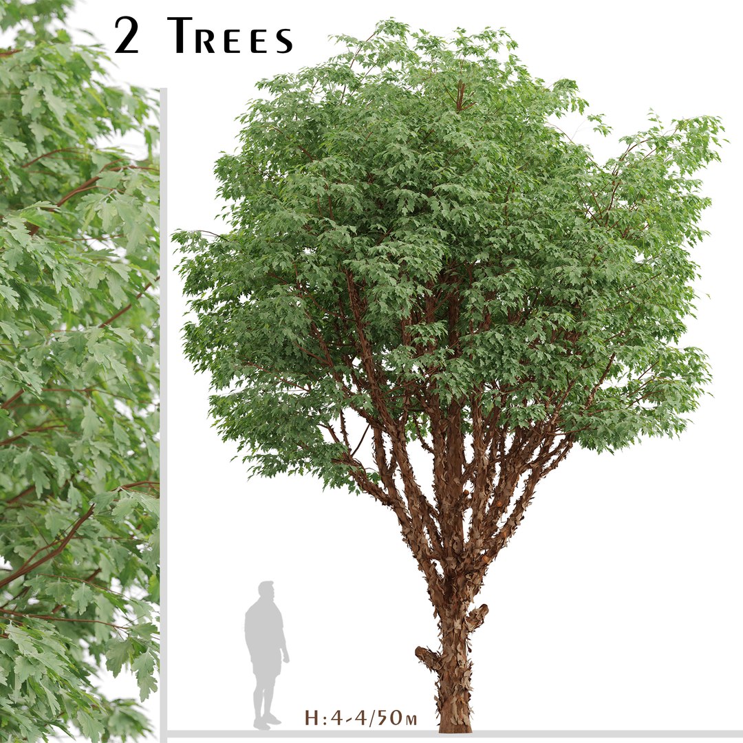Set Of Paperbark Maple Or Acer Griseum Tree - 2 Trees 3D Model ...