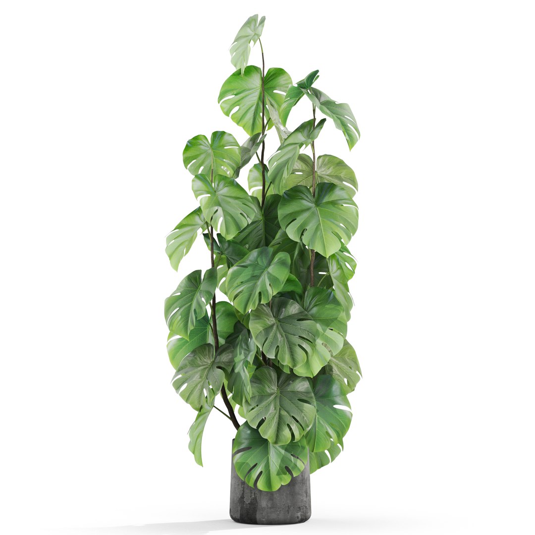 3D Plants Collection 1031 - TurboSquid 2180457