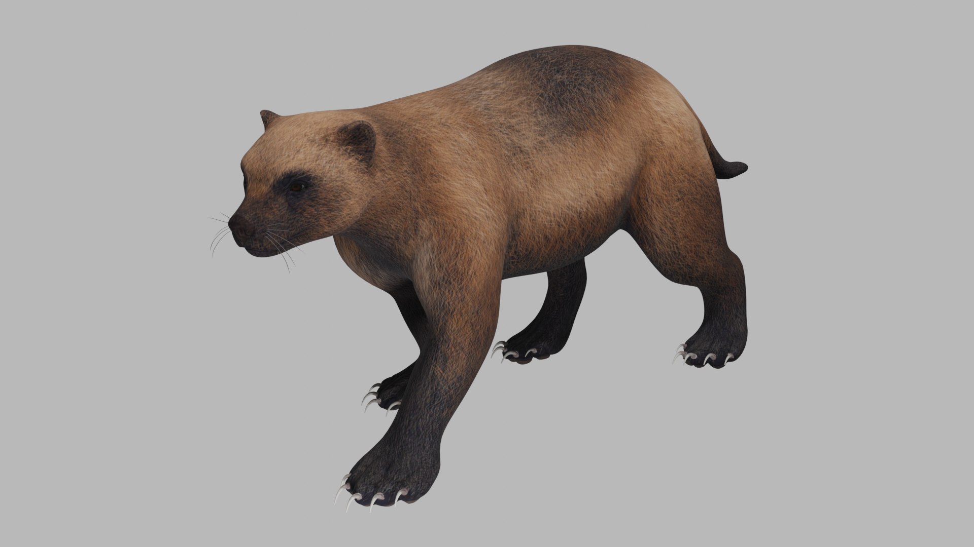 Animal Wolverine Model - TurboSquid 1694487