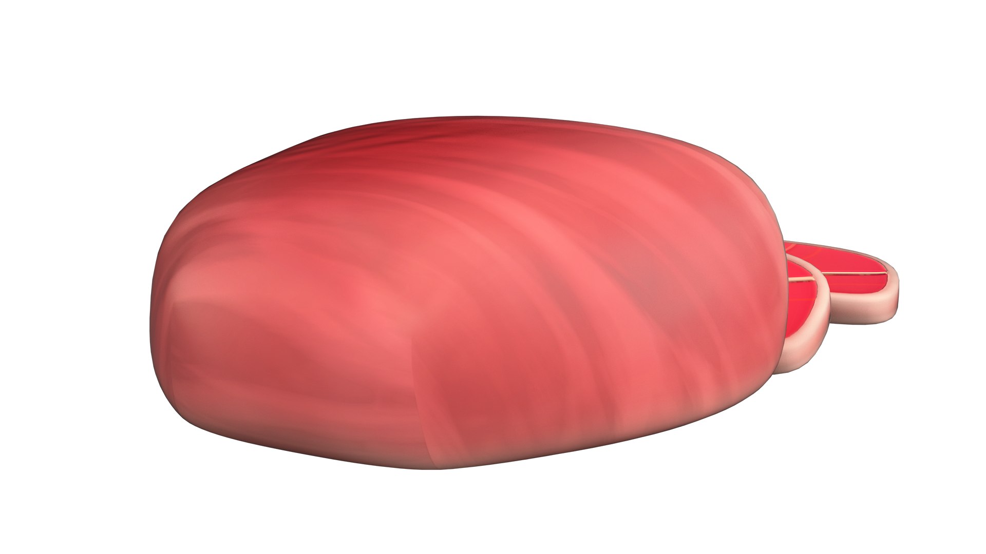 Cartoon Ham Meat 3D Model - TurboSquid 2078664
