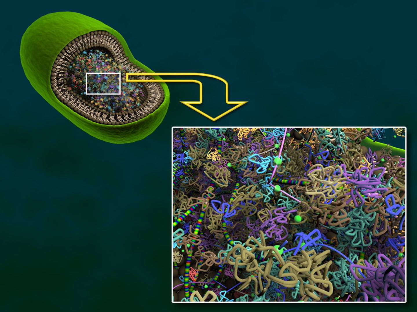 bacterium eukaryont dna 3d model
