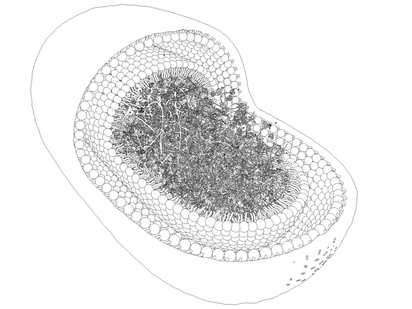 bacterium eukaryont dna 3d model